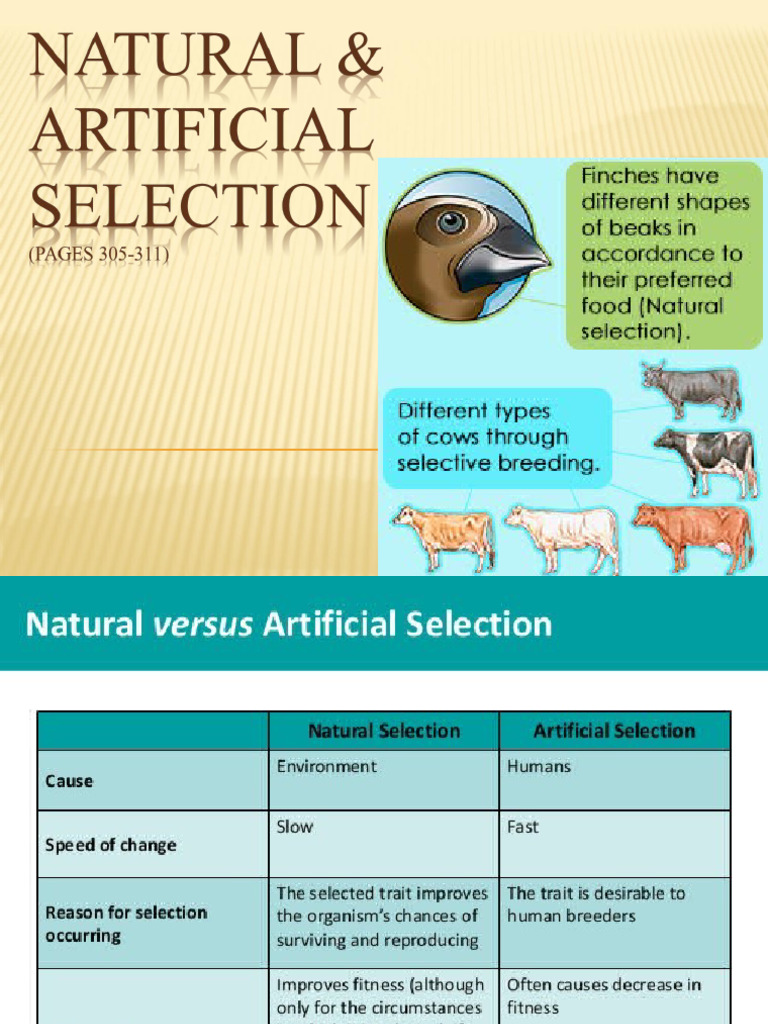 Natural & Artifical Selection 2017 | PDF | Selective Breeding | Natural ...