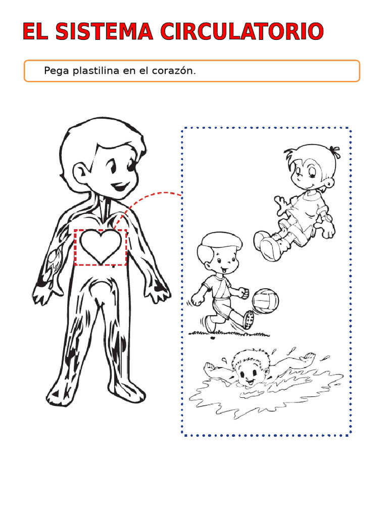 El Sistema Circulatorio Para Ninos De 4 Anos Pdf