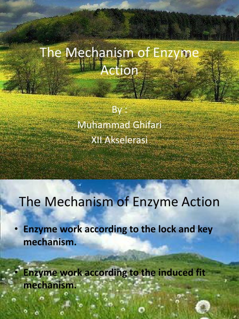 Enzyme Action Mechanisms Explained | PDF | Wellness