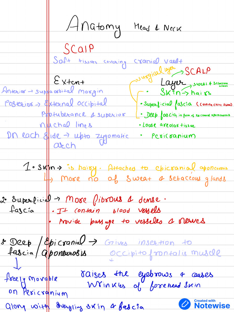 Anatomy Scalp | PDF