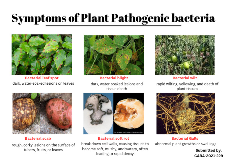 Symptoms of Plant Pathogenic Bacteria PDF | PDF