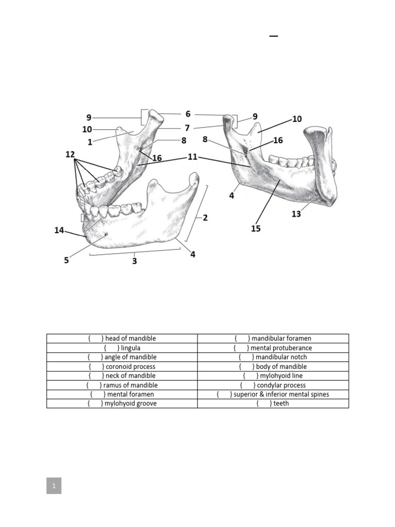 Head & Neck Anatomy Worksheets | PDF | Human Anatomy | Musculoskeletal ...