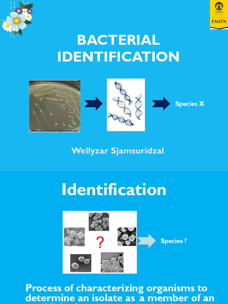 Topic 7 - Bacterial Identification | PDF | 16 S Ribosomal Rna | Ribosomal Rna