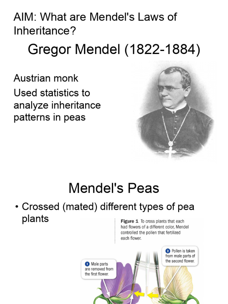 My Copy of Mendelian Genetics Laws 2024 | PDF | Dominance (Genetics ...