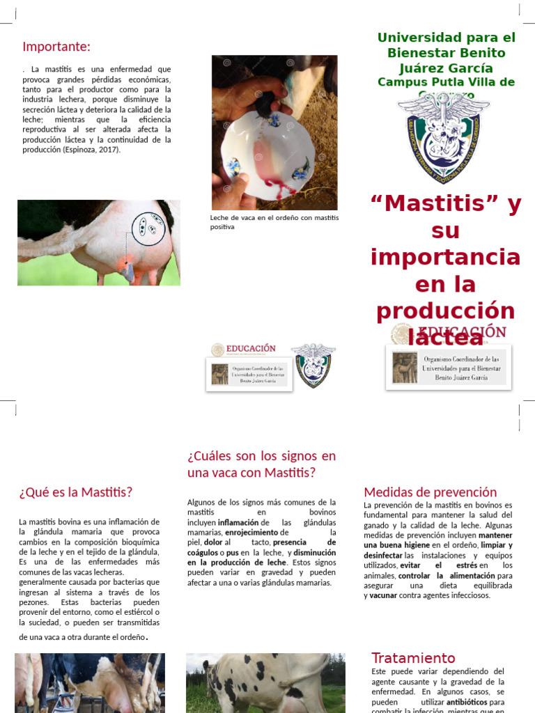 Mastitis en Bovinos: Signos y Prevención | PDF | Leche | Vacas