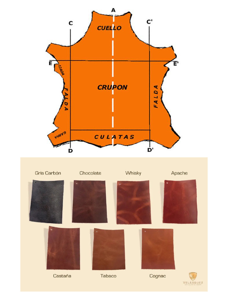 Partes Del Cuero | PDF