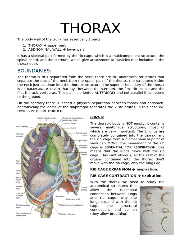 1.7 Anatomy of The Thorax | PDF | Thorax | Esophagus