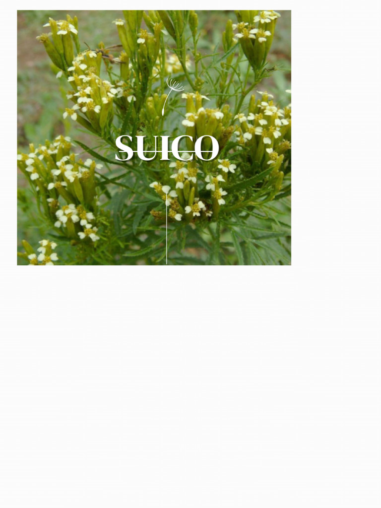 Sui Codes Parasit Ante | PDF