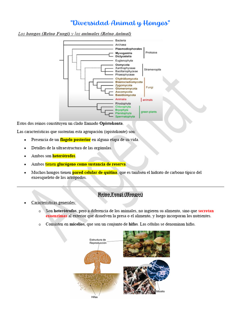 Diversidad Animal y Hongos | PDF | Hongo | Biología