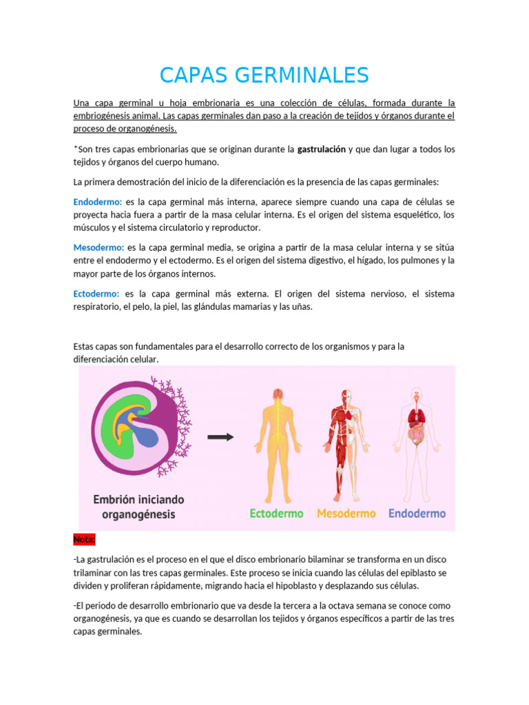 Capas Germinales | PDF | Embrión | Procesos biologicos