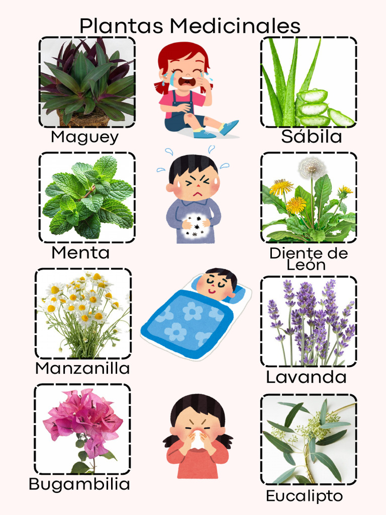 Plantas Medicinales Comunes Y Usos Pdf