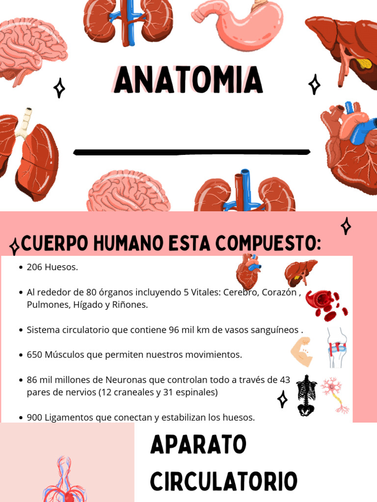 PresentaciÃ N Ã Rganos Del Cuerpo Humano Ilustrada Rosa | PDF | Corazón | Sangre