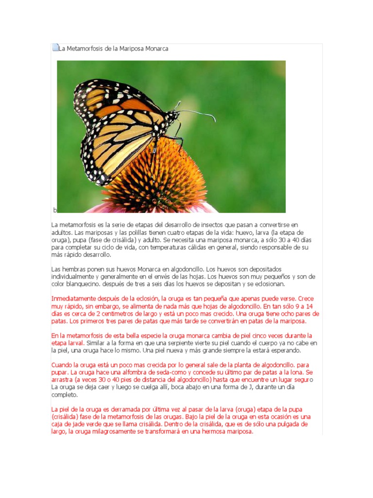Ciclo De Vida De La Mariposa Monarca Houston Monarch Story Monarch