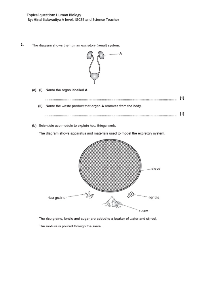 Human Biology Worksheet | PDF
