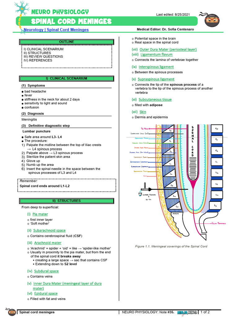 101 - Neurology Physiology) Spinal Cord Meninges | PDF | Spinal Cord ...