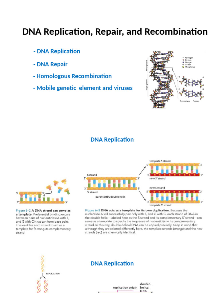Cell Biology DNA Replication, Repare and Recombination | PDF