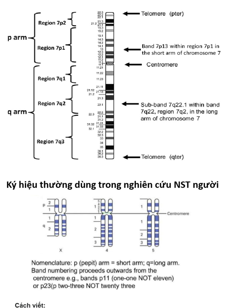 Quy Dinh Trong Dot Bien Gene Vã NST | PDF