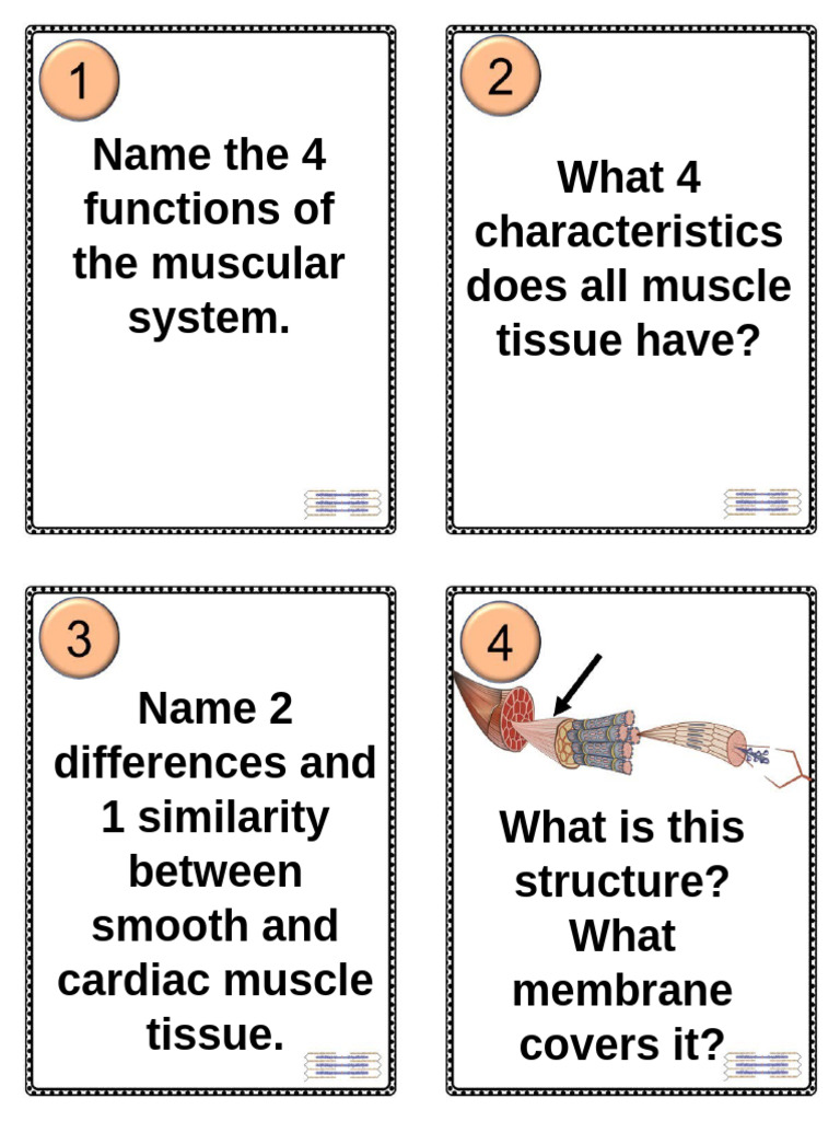 Editable Task Cards For Muscular System | PDF