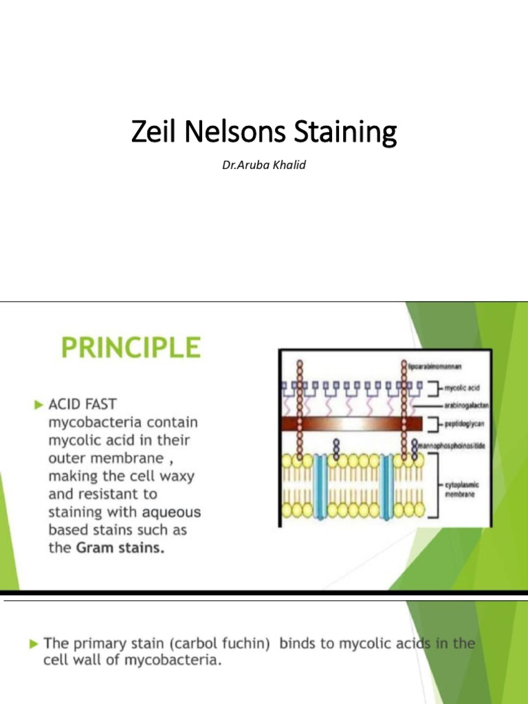 ZN Staining | PDF