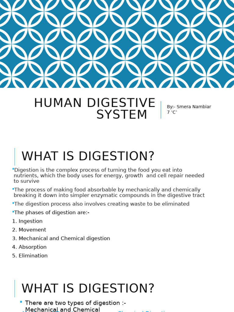 Overview of the Human Digestive System | PDF | Digestion | Human ...