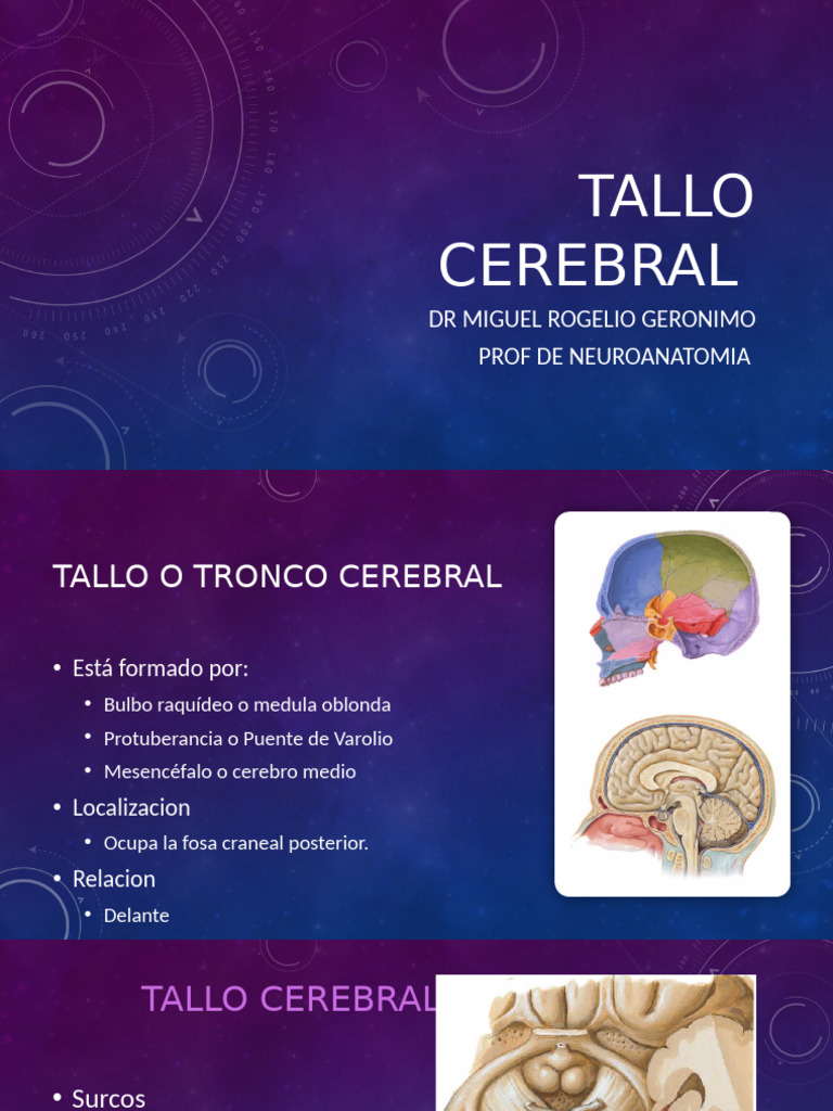 Clase Tallo Cerebral Final | PDF | Anatomía humana | Neurociencia