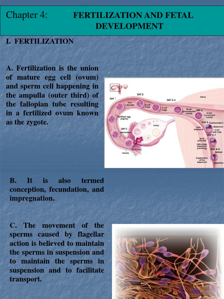 Fertilization and Fetal Development Guide | PDF | Fetus | Fertilisation