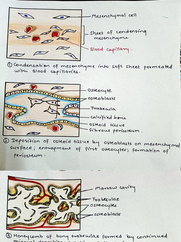 intermembranous ossification structures | PDF
