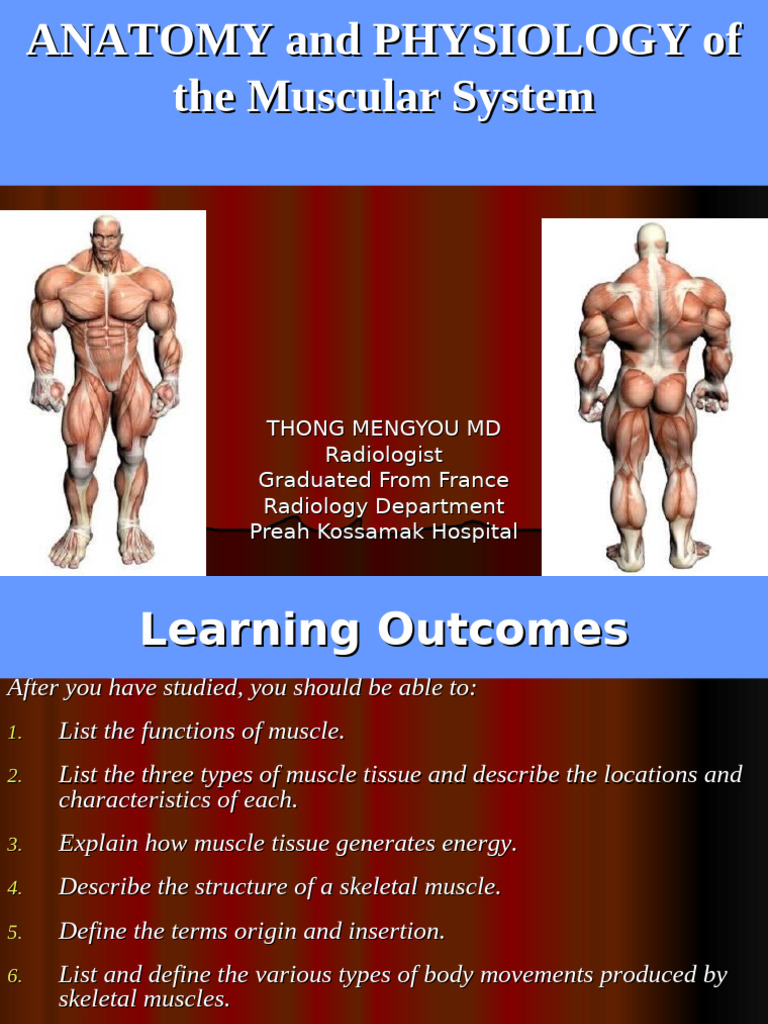 ANATOMY and PHYSIOLOGY of The Muscular System | PDF | Muscle ...