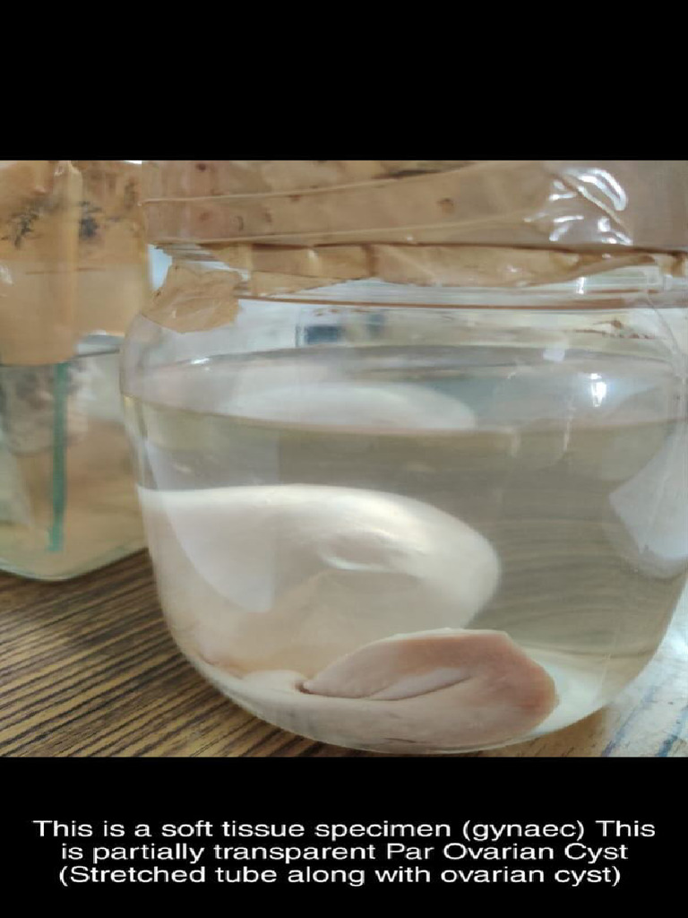 Specimens | PDF
