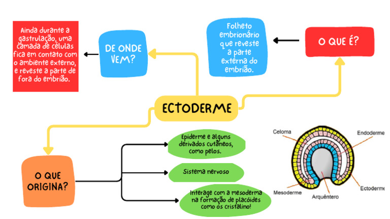 Mapa Mental Ectoderme | PDF