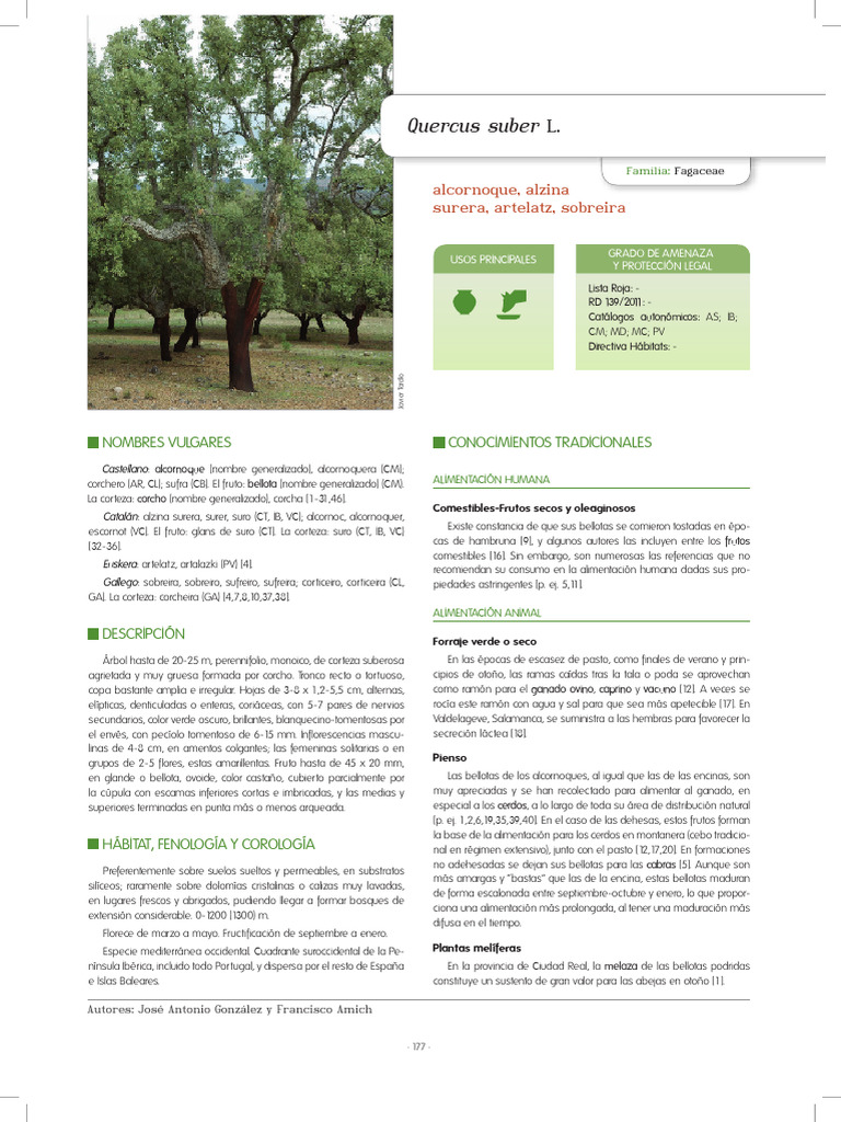 Iect Quercus Suber Tcm30-164094 | PDF