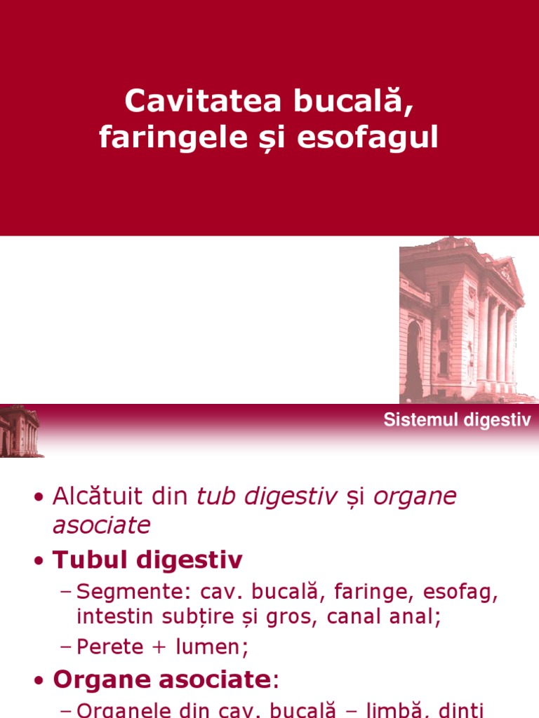 Histologie Curs 5 | PDF