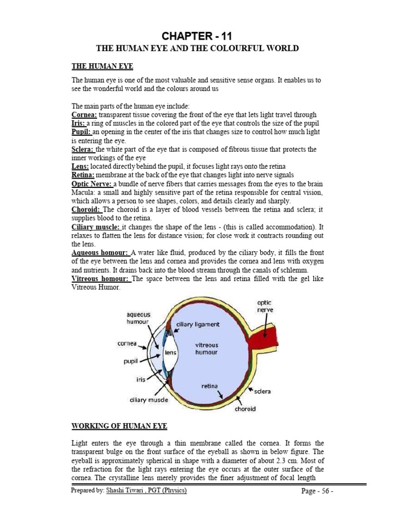 Human Eye and Colourful World Notes | PDF | Eye | Human Eye