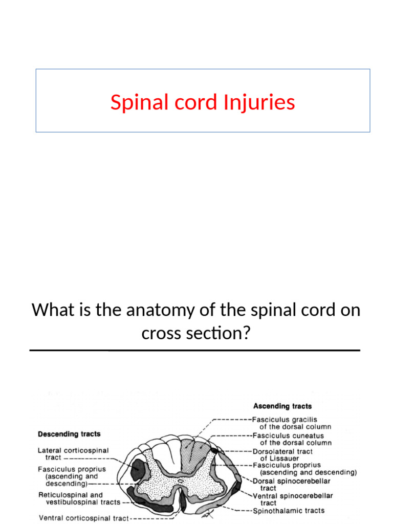 Spinal Cord Inj Lecture | PDF | Motor Neuron | Spinal Cord Injury