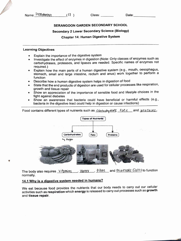 Science Human Digestion Notes-1 | PDF | Digestion | Gastrointestinal Tract