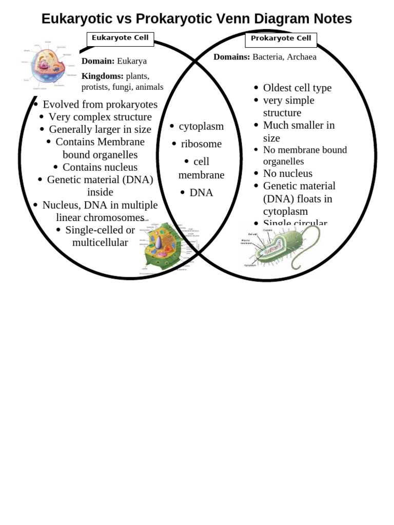 Prokaryote Eukaryote Venn Notes LS.2b | PDF