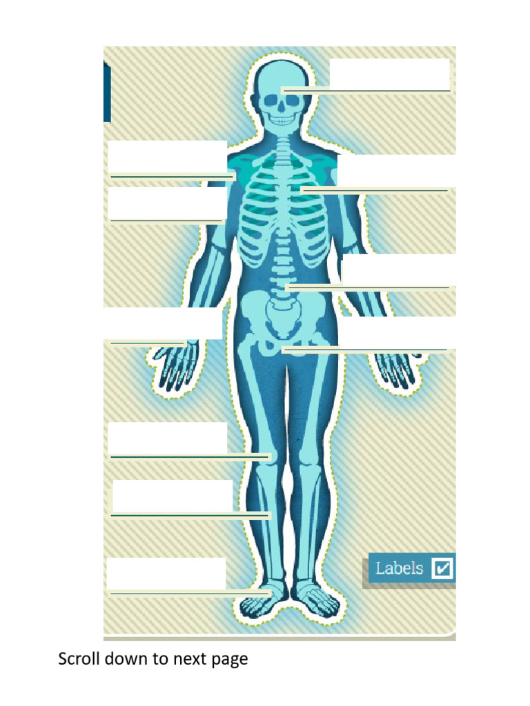 Label The Skeleton | PDF