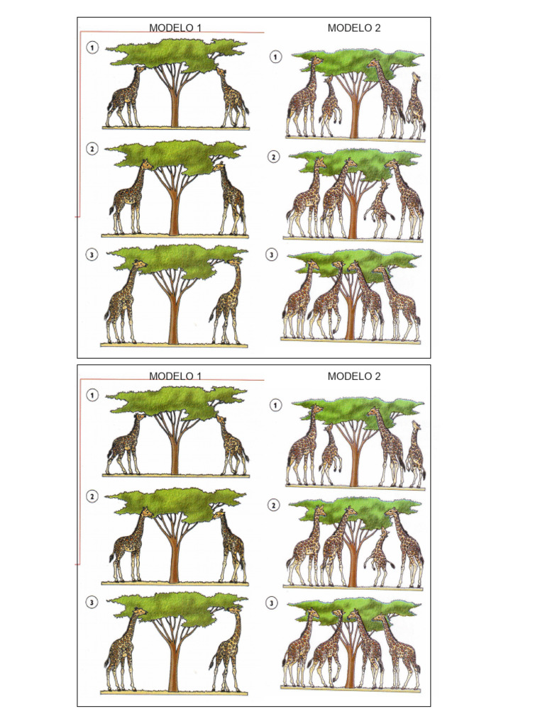 Evolución Jirafas | PDF