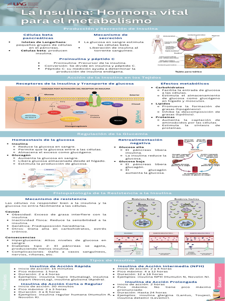 Infografía Insulina | PDF | Insulina | Sistema endocrino