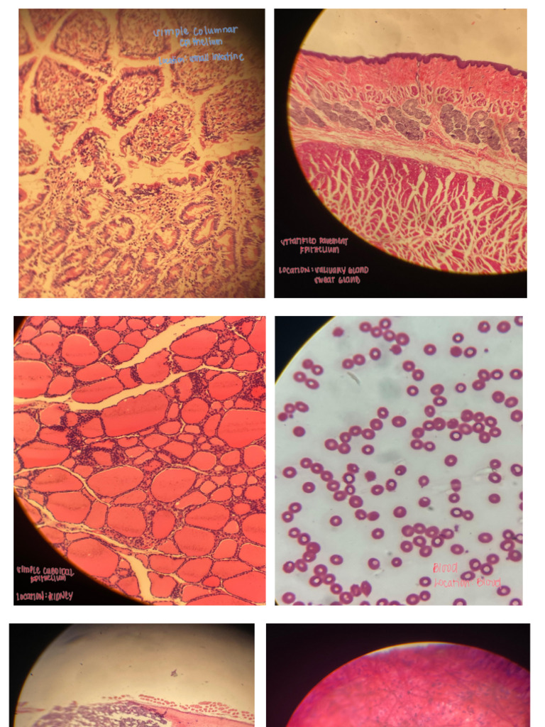 Histology | PDF