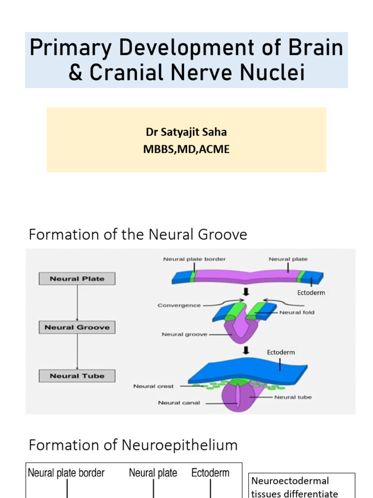 Brainstem Cranial Nerve Nuclei Development | PDF | Spinal Cord | Brainstem