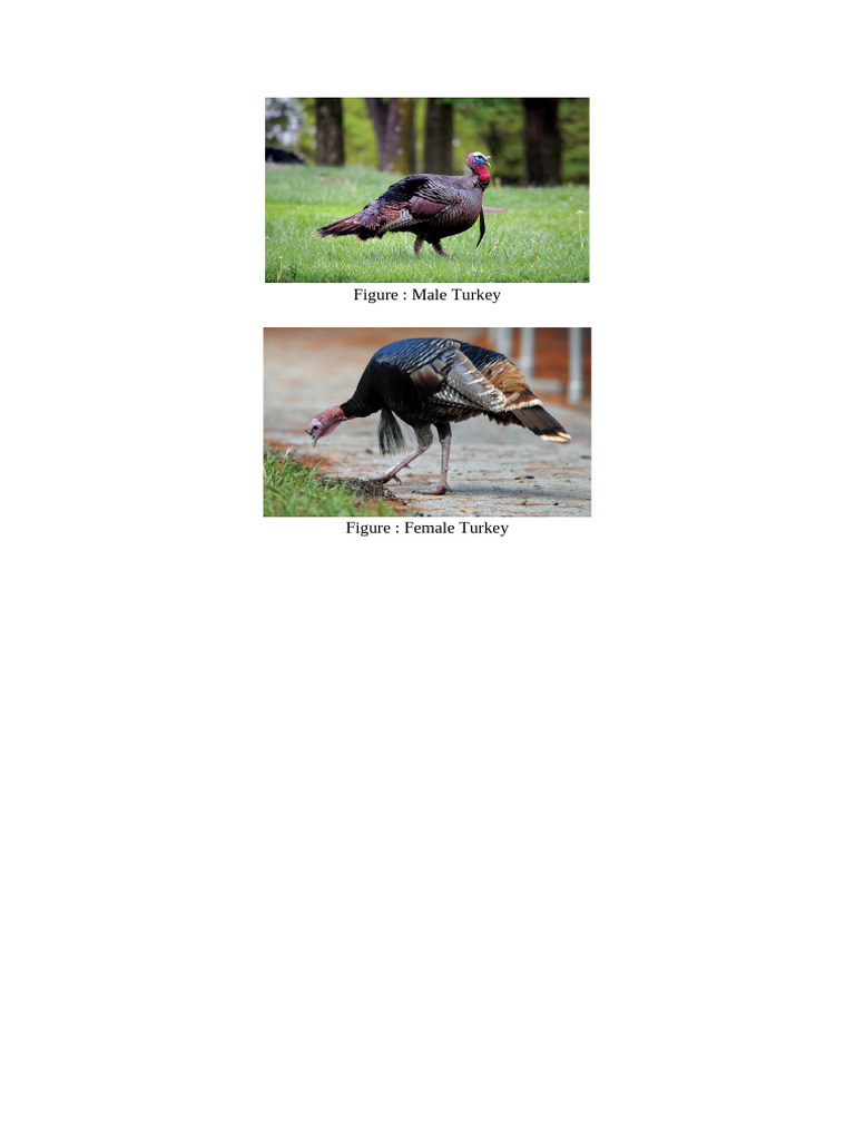 Turkey, Goose, Guineafowl, Ostrich | PDF | Birds | Ornithology