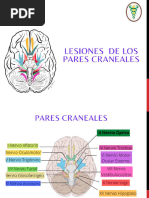 Cuadro Comparativo de Los 12 Pares Craneales | PDF | Sistema nervioso | Neurociencia