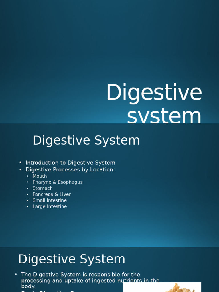 Digestive System (Mouth To Stomach) | PDF | Stomach | Digestion