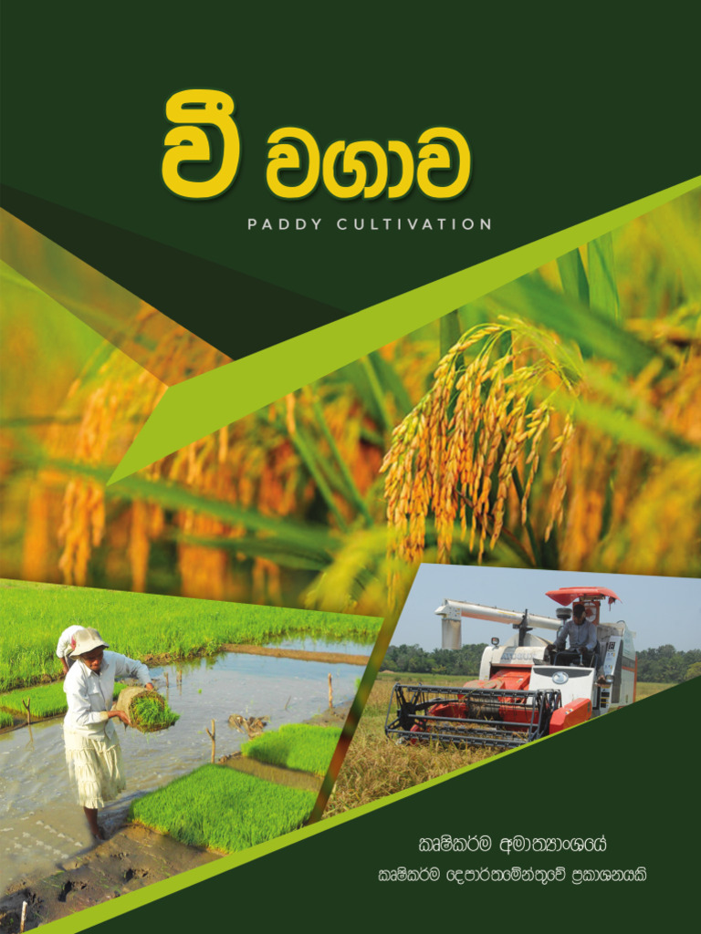 Paddy Cultivation | PDF