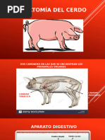 Anatomía del cerdo: exterior e interior | PDF | Sistema digestivo ...