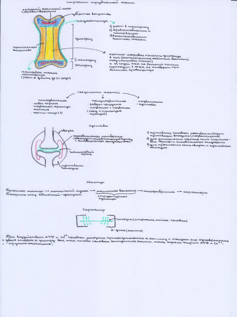 Structure of Tubular Bone (Compages Ossis Tubicularis) | PDF