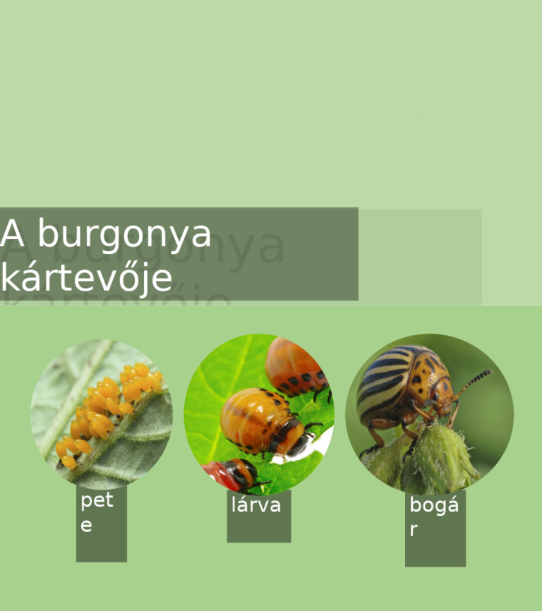A Burgonyabogár Fejlődése | PDF