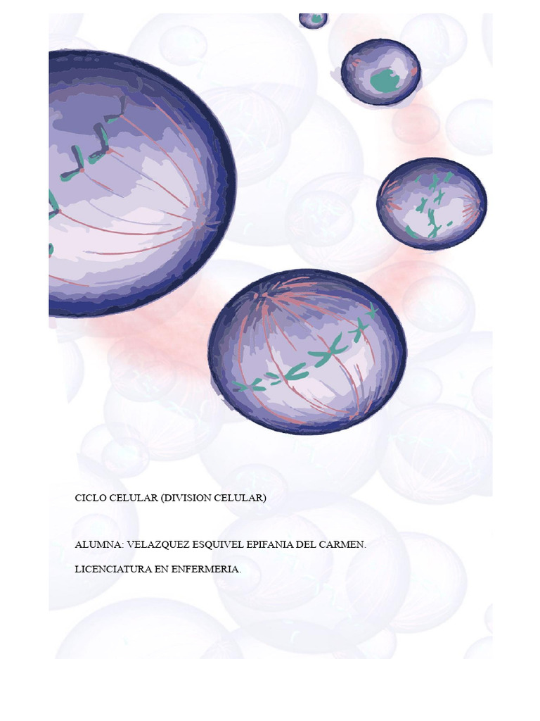 Ciclo Celular (Division Celular) 1 | PDF | Mitosis | Mitosis