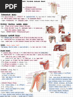 Understanding Batson's Plexus Anatomy | PDF | Vertebra | Vein